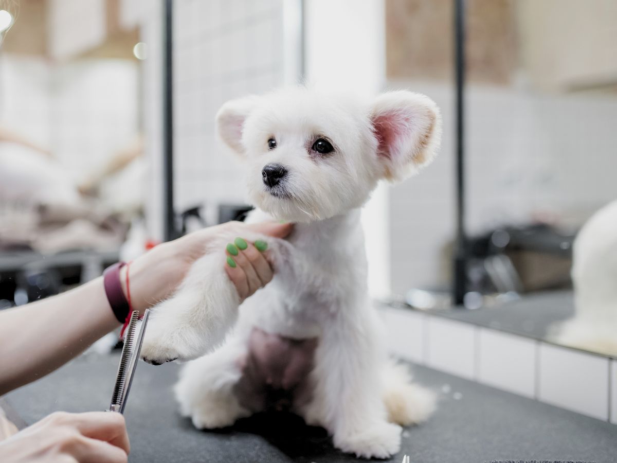 Best Dog Grooming In North Richland Hills, TX | Six Paws Bath House
